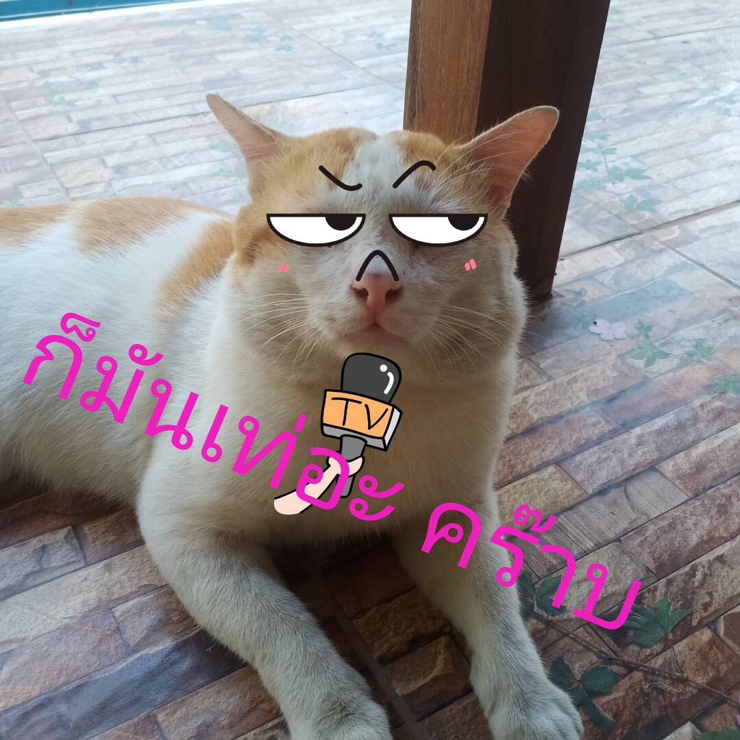 แชท กับ 乂ᴵ ᴬᴹ Ƥʳᵒลุงหม่าว999 乂